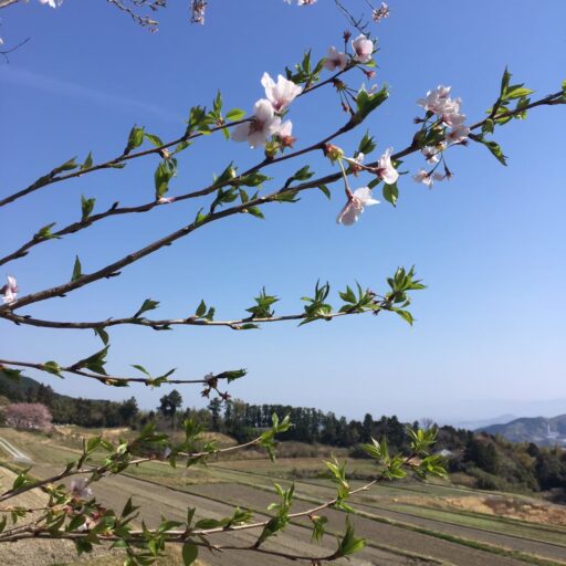 Check Instagram and Twitter. - Flower Jem